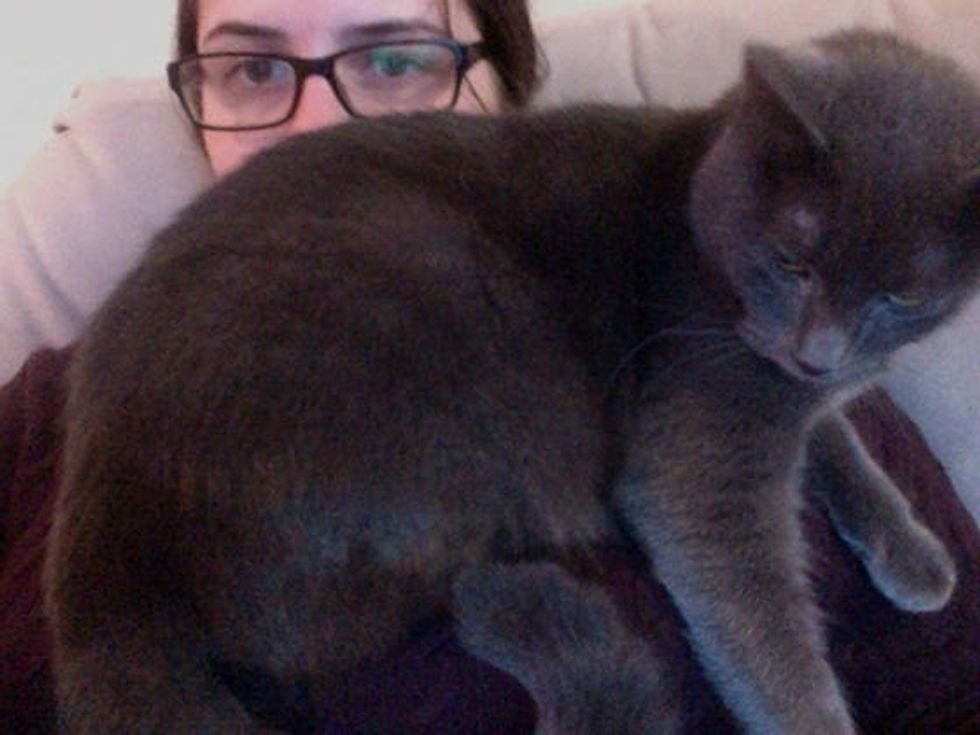 9 Stages Of Browsing The Internet With A Cat - Love Meow