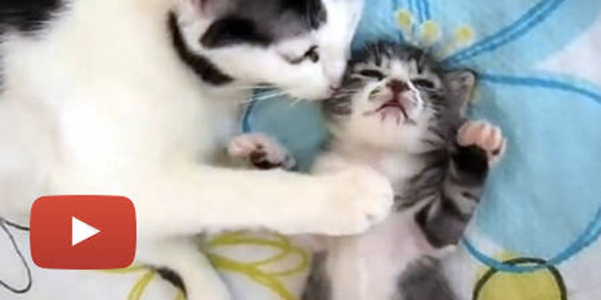 Cat Mama Comforts Sleeping Kitten - Love Meow