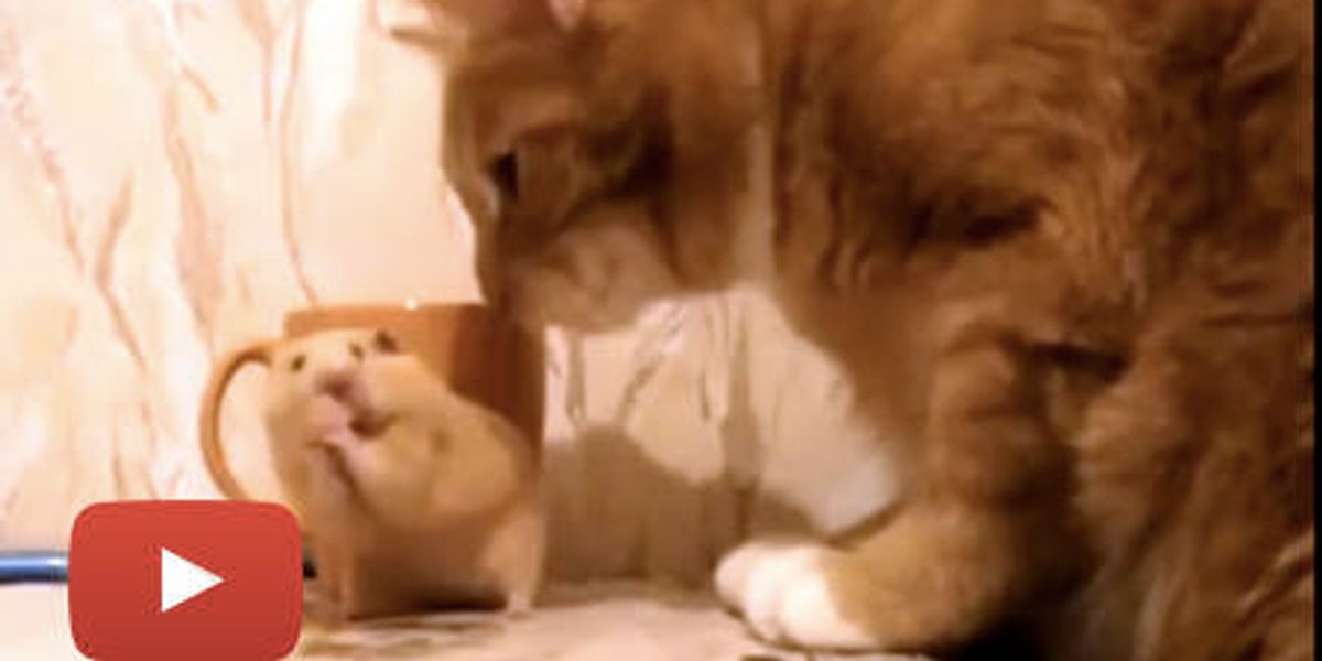 Real Life Tom And Jerry - Love Meow