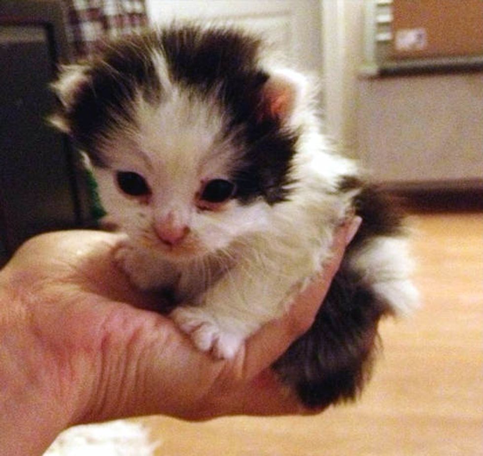 Oreo Came as a Frail Tiny Kitten, but He Stole Everyone's Heart. Now 2 ...