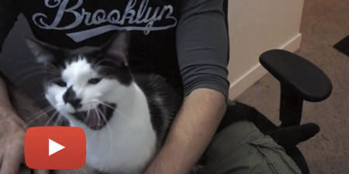 A Day In The Life Of Every Human With Cats - Love Meow