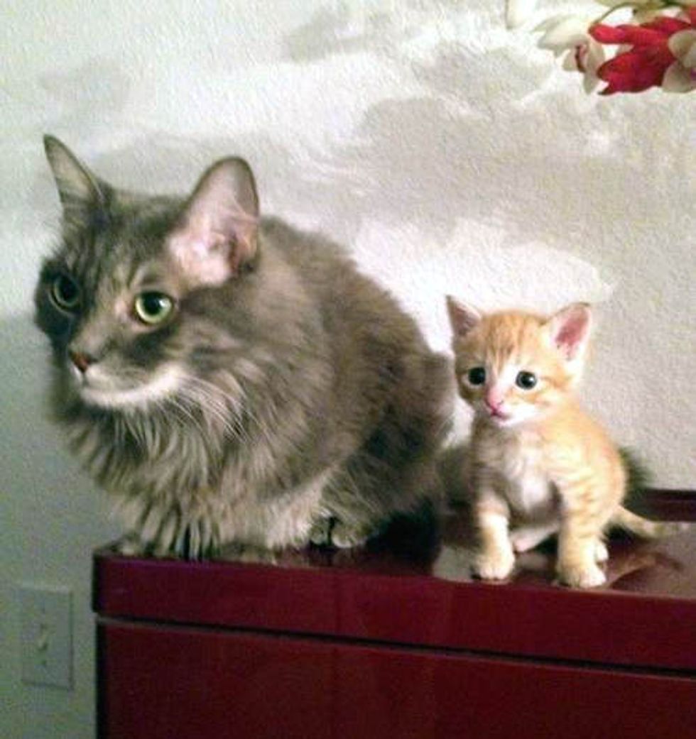 Abandoned Day Old Kitten Gets A Second Chance - Love Meow