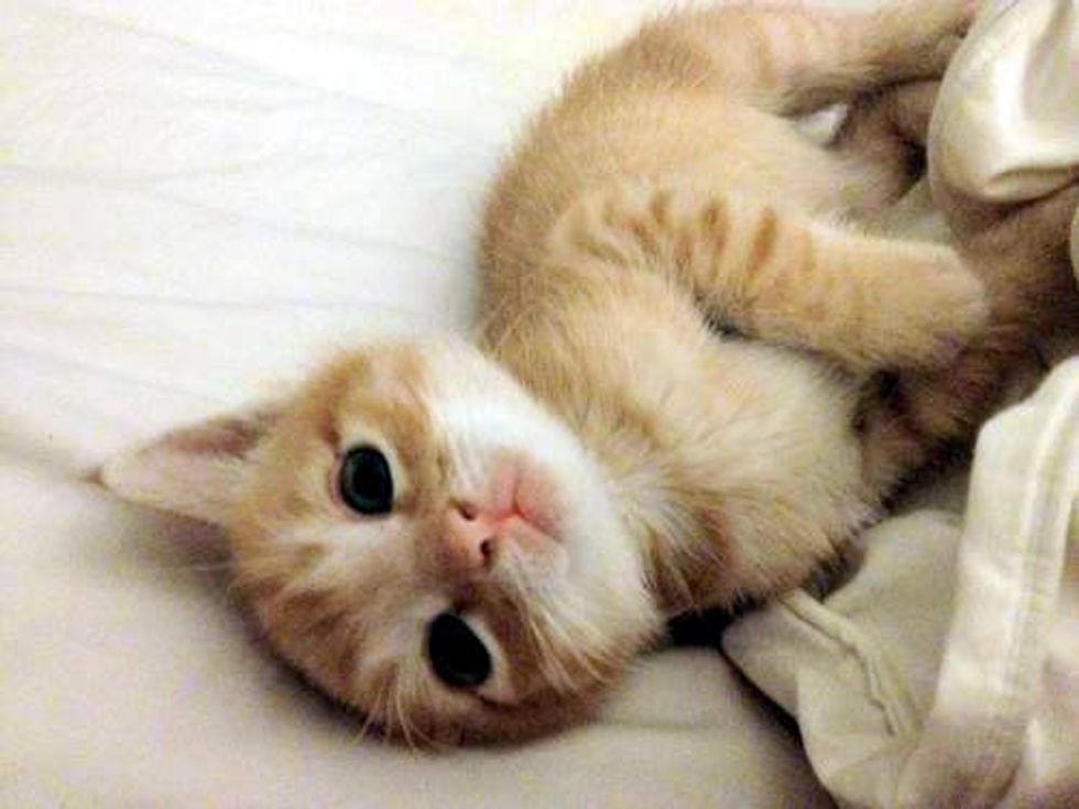 Abandoned Day Old Kitten Gets A Second Chance - Love Meow