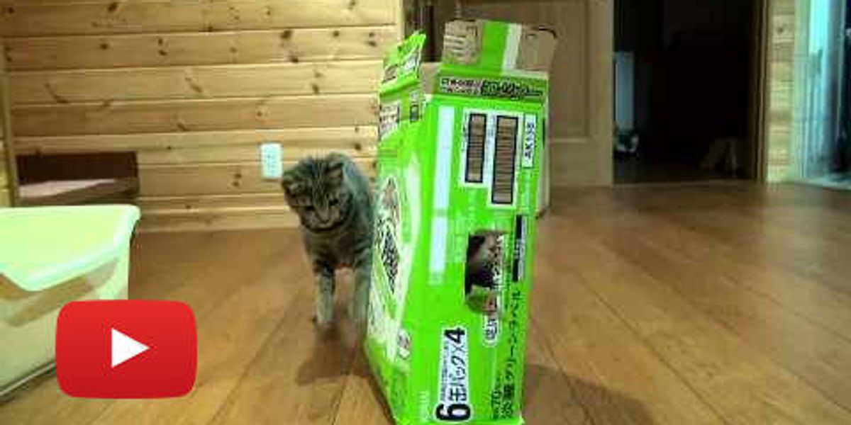Where Is Maru? - Love Meow