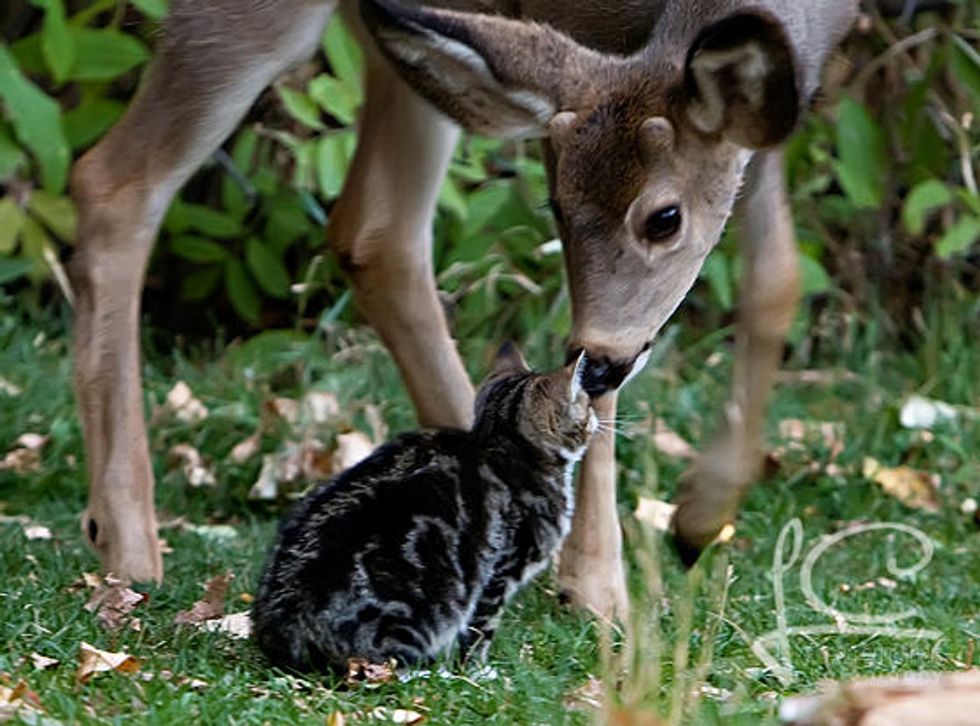 Stray Cat And His Deer Friends - Love Meow