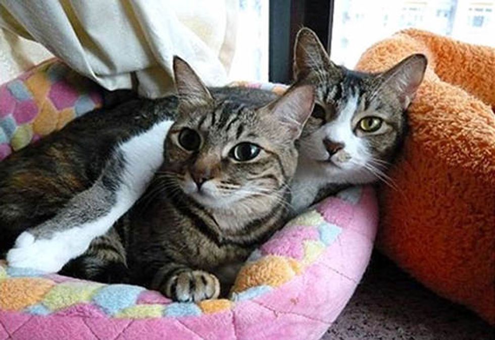 Happy The Cat Becomes Father To Orphan Kittens - Love Meow