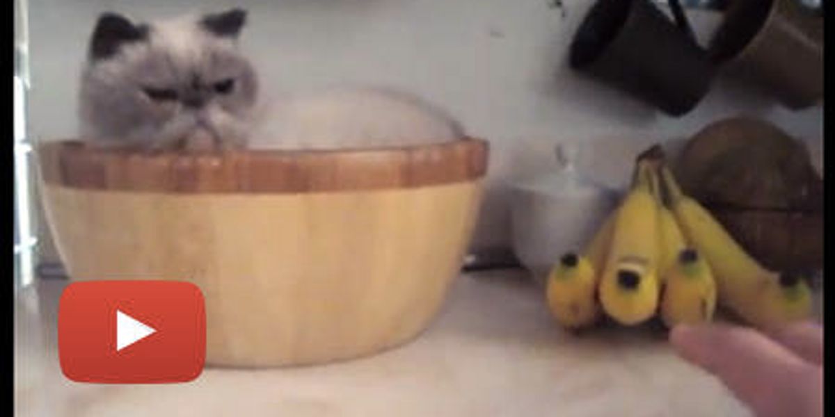 Banana Security - Love Meow