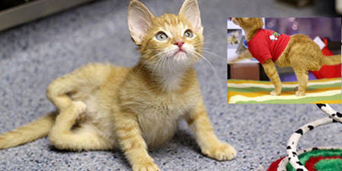 Cat Born With Backwards Legs Can Now Walk & Run - Love Meow