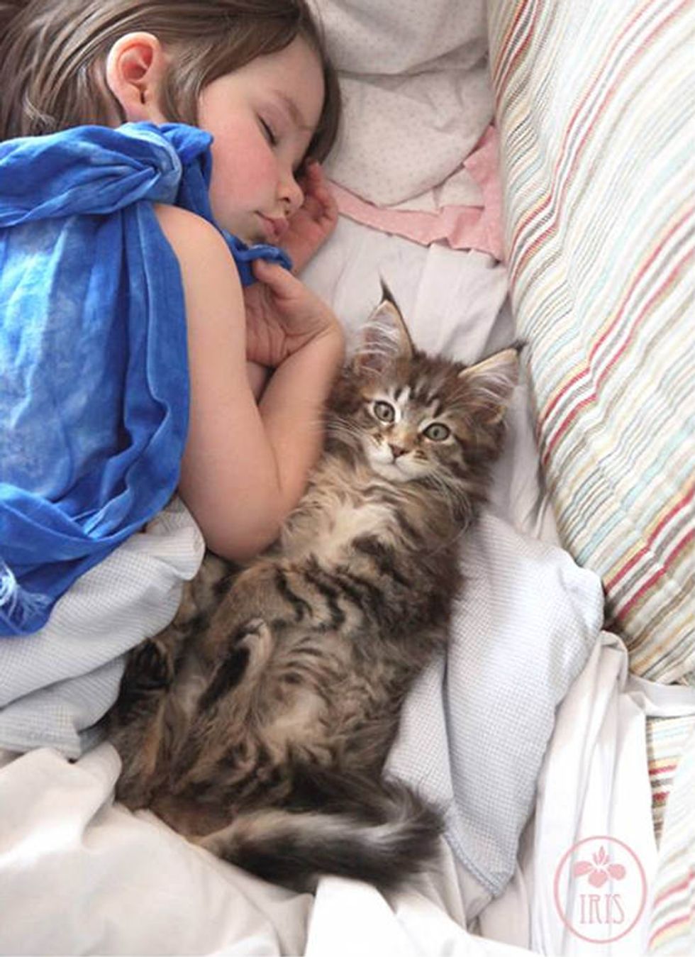 Thula The Kitten Becomes Guardian Angel To An Autistic Child - Love Meow