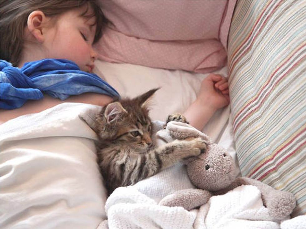 Thula The Kitten Becomes Guardian Angel To An Autistic Child - Love Meow