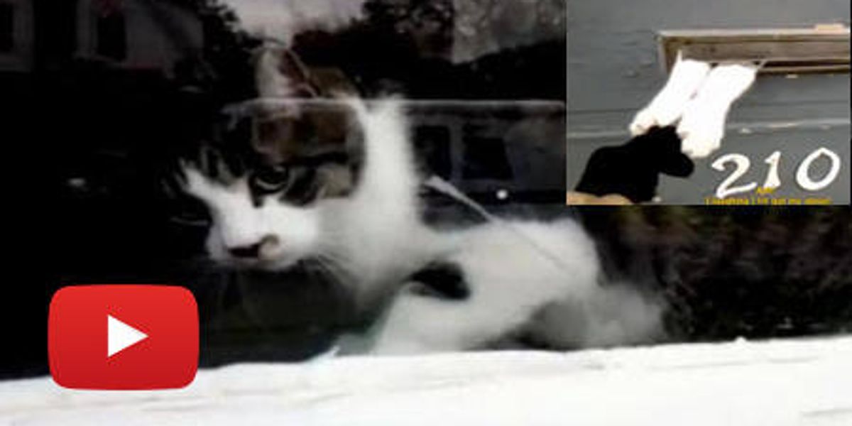 Cat Battles Mailman Through Mail Slot - Love Meow