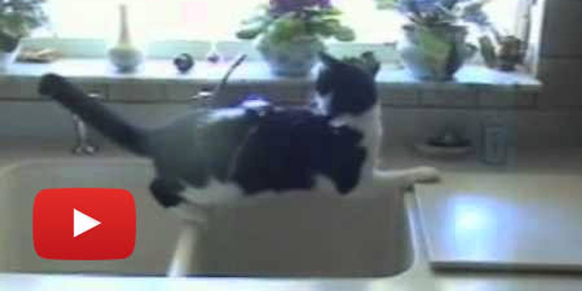 Drive-Thru Cat Wash - Love Meow