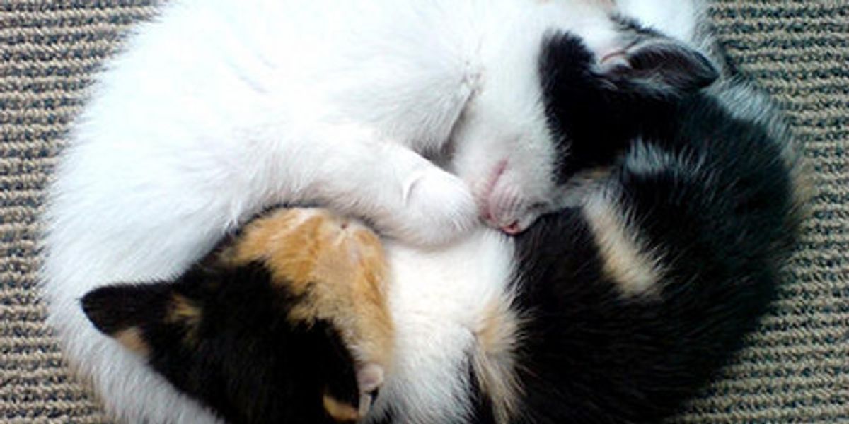 Perfect Duo - Love Meow