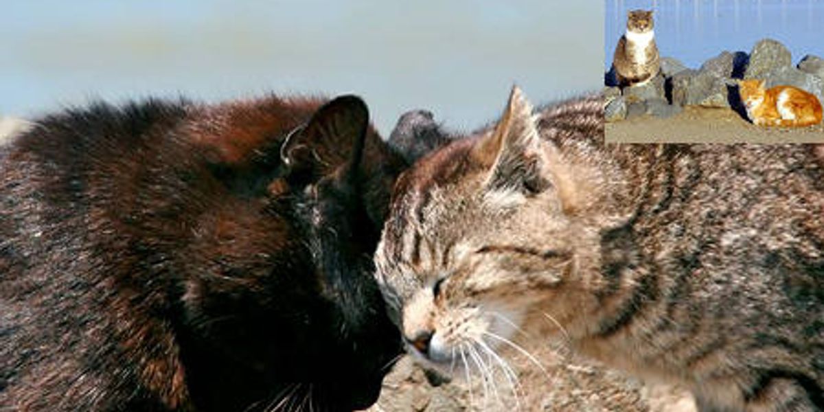 Project Bay Cat Brings Hope & Happiness To San Francisco Bay Cats ...