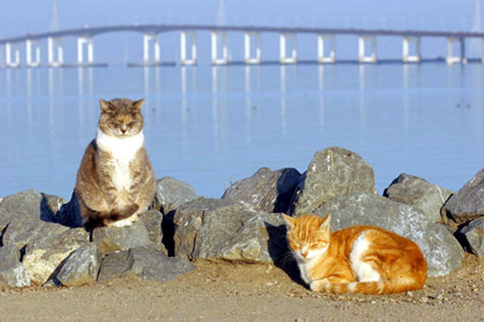 Project Bay Cat Brings Hope & Happiness To San Francisco Bay Cats ...
