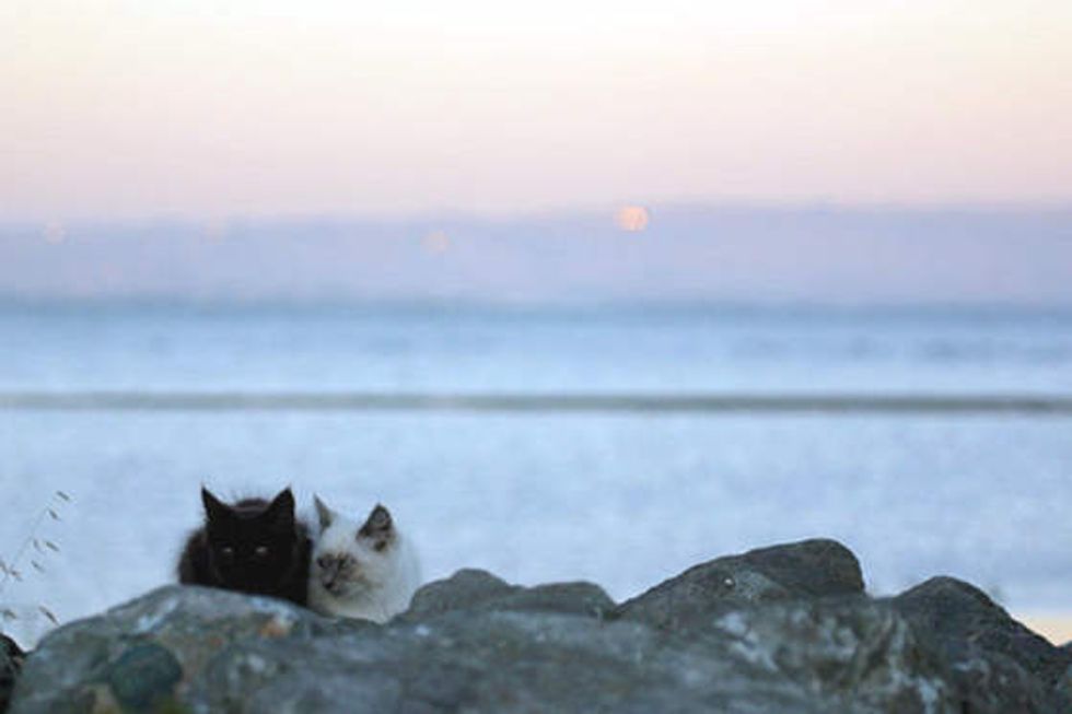 Project Bay Cat Brings Hope & Happiness To San Francisco Bay Cats ...