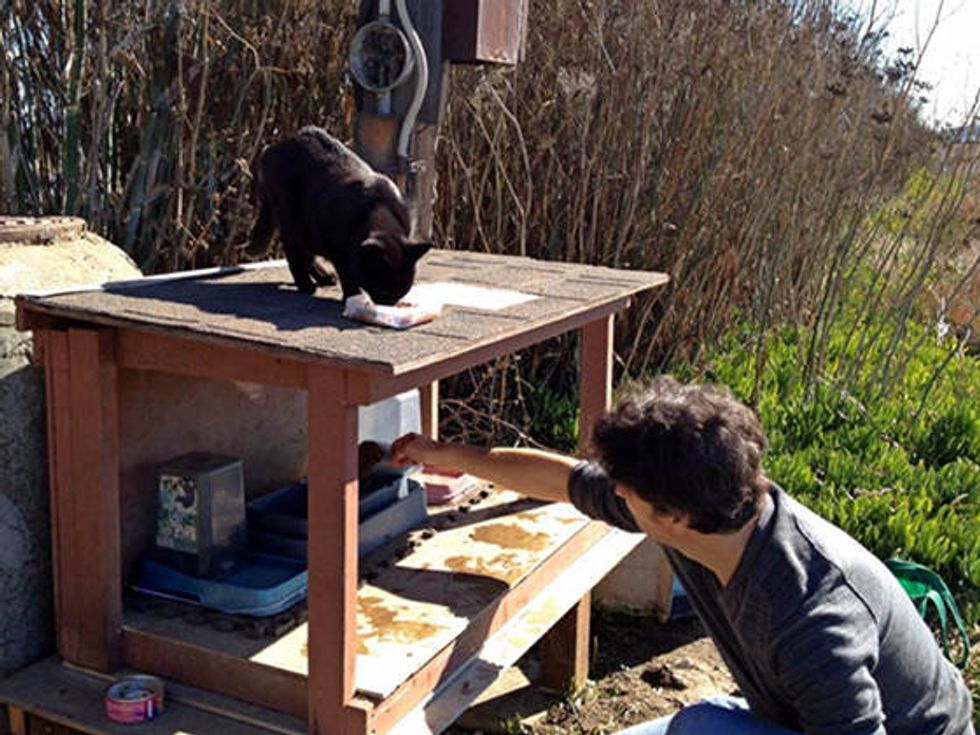 Project Bay Cat Brings Hope & Happiness To San Francisco Bay Cats ...