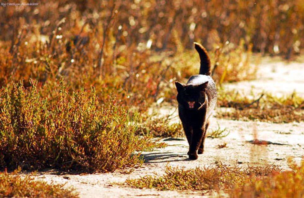 Project Bay Cat Brings Hope & Happiness To San Francisco Bay Cats ...