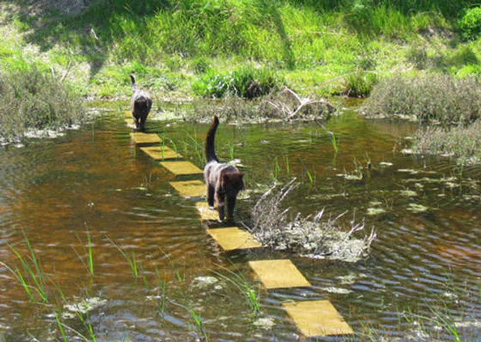 Project Bay Cat Brings Hope & Happiness To San Francisco Bay Cats ...