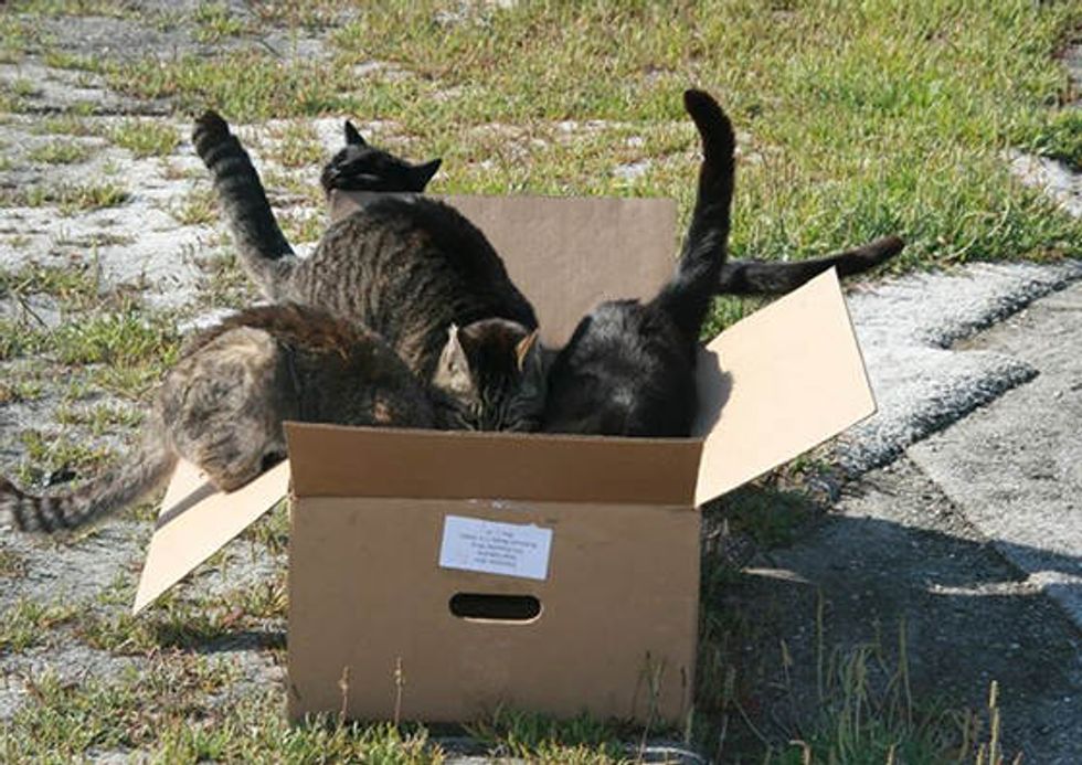 Project Bay Cat Brings Hope & Happiness To San Francisco Bay Cats ...