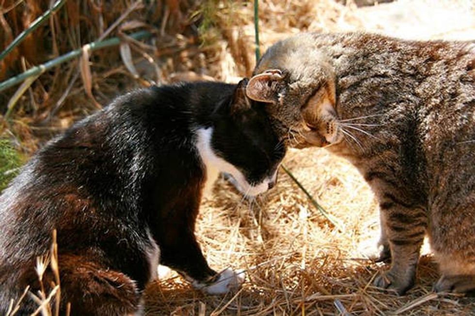 Project Bay Cat Brings Hope & Happiness To San Francisco Bay Cats ...