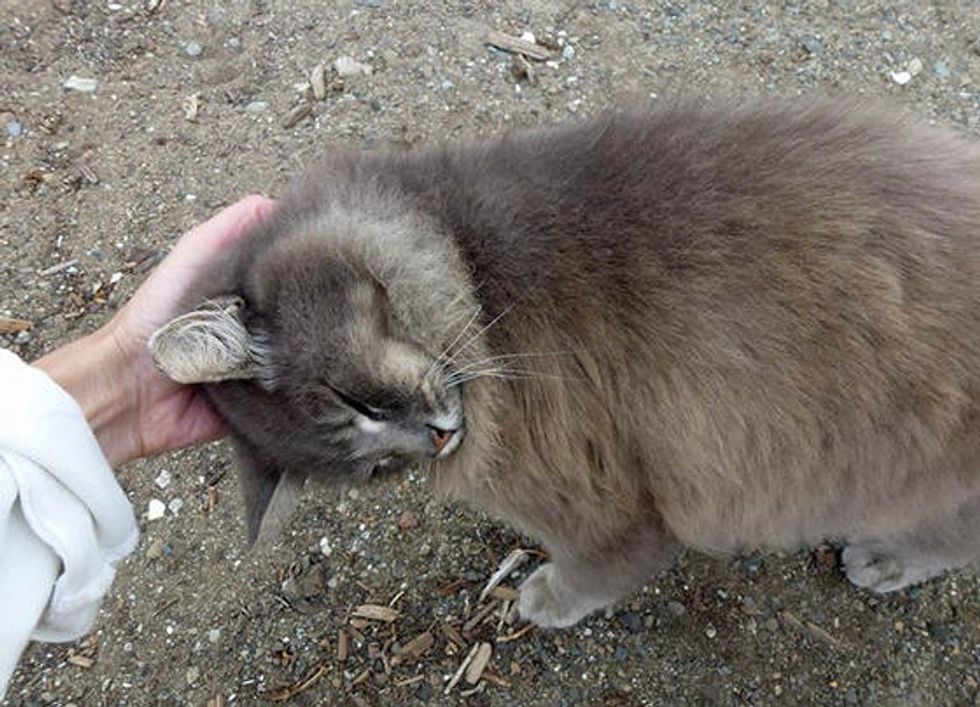 Project Bay Cat Brings Hope & Happiness To San Francisco Bay Cats ...