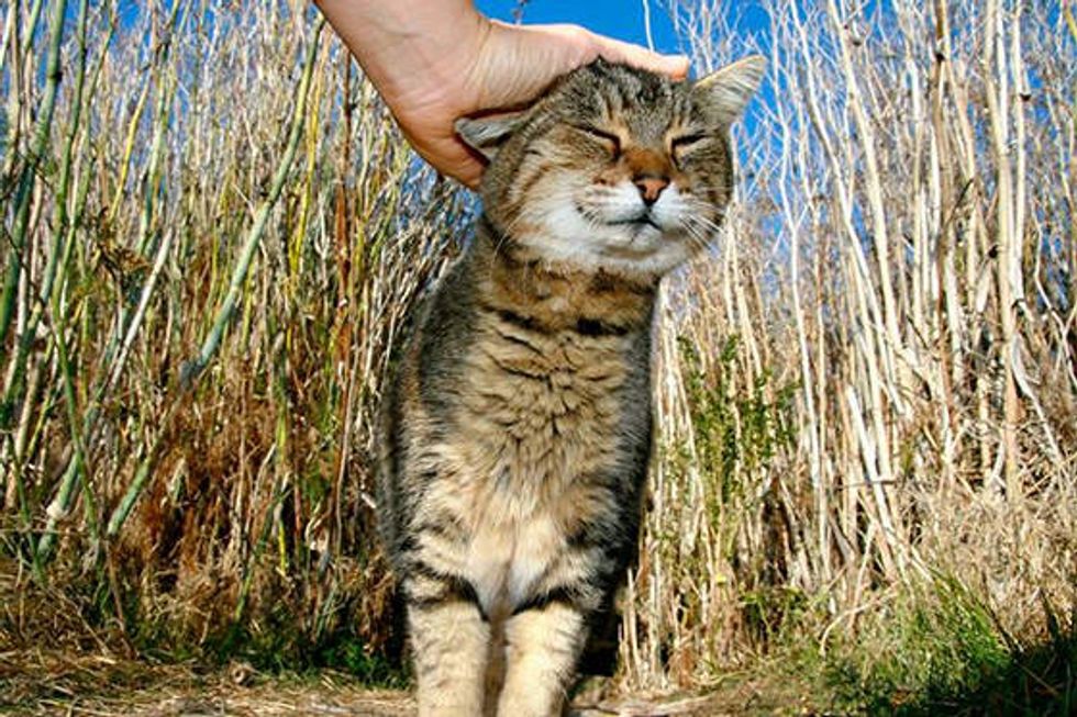 Project Bay Cat Brings Hope & Happiness To San Francisco Bay Cats ...