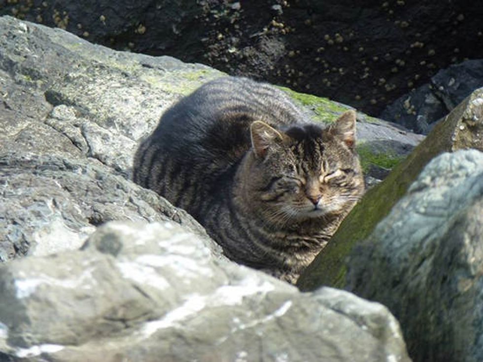 Project Bay Cat Brings Hope & Happiness To San Francisco Bay Cats ...