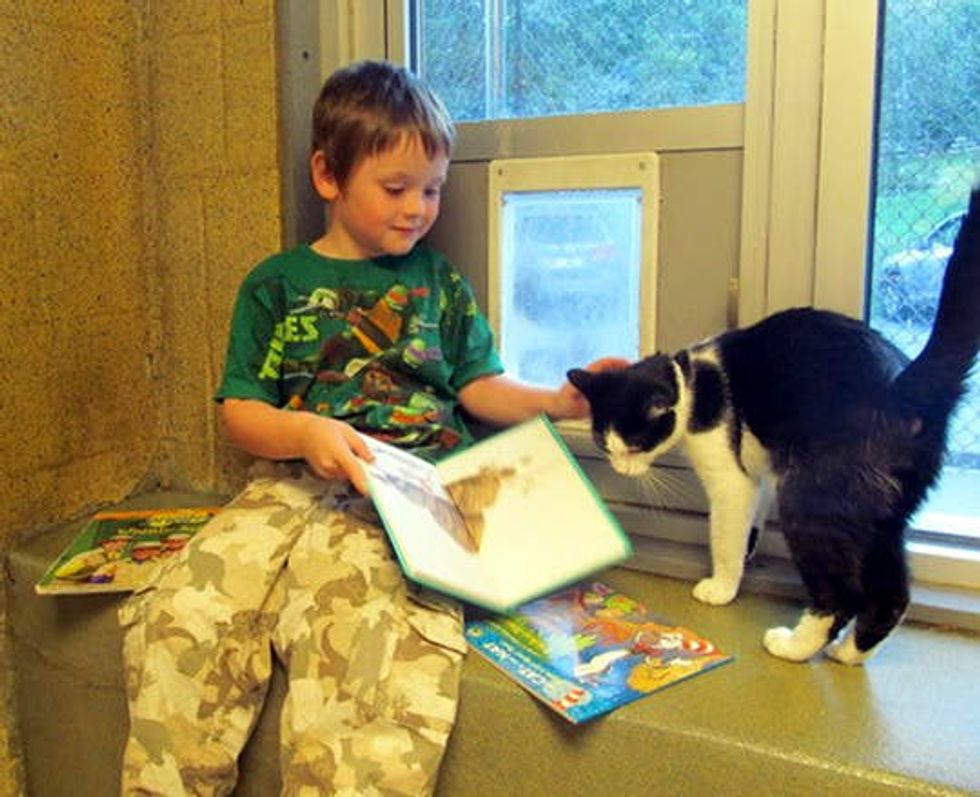 Children Read To Shelter Cats To Soothe Them - Love Meow