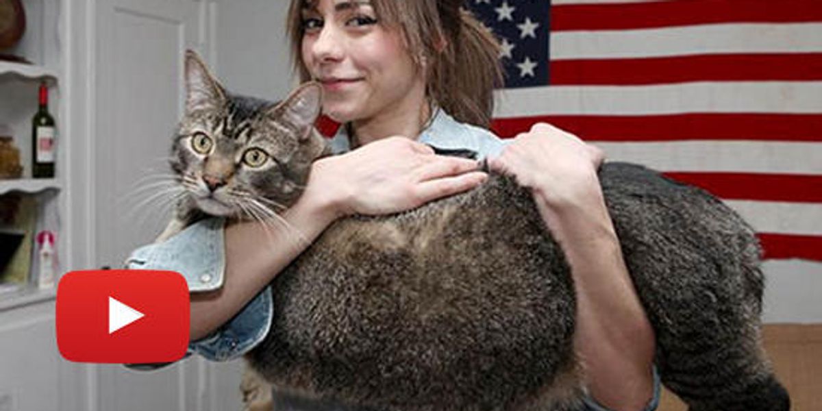 Pickles The Rescue Cat aka 'Catasaurus Rex' Finds A Home - Love Meow