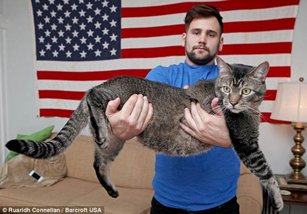 Pickles The Rescue Cat aka 'Catasaurus Rex' Finds A Home - Love Meow