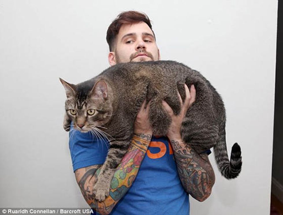 Pickles The Rescue Cat aka 'Catasaurus Rex' Finds A Home - Love Meow