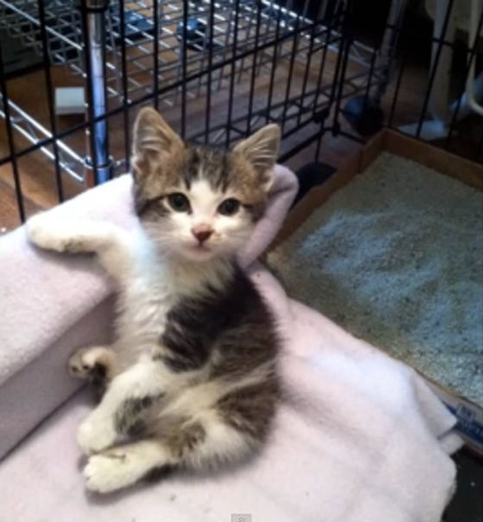 Rescue Kitty Makes An Amazing Recovery - Love Meow