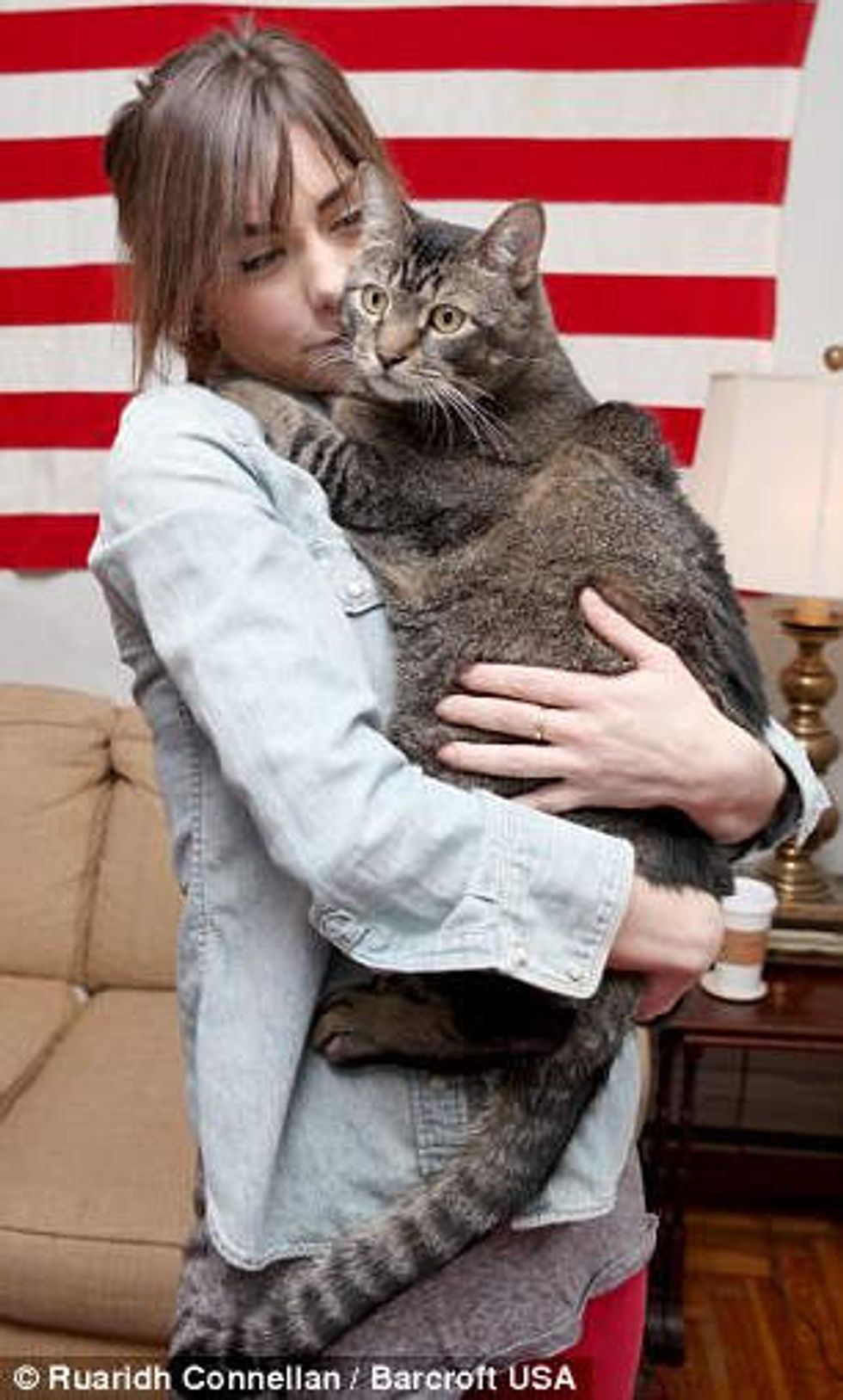 Pickles The Rescue Cat aka 'Catasaurus Rex' Finds A Home - Love Meow