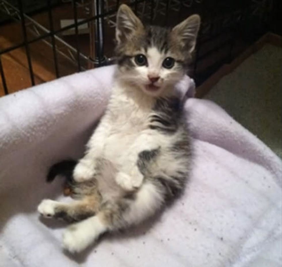 Rescue Kitty Makes An Amazing Recovery - Love Meow