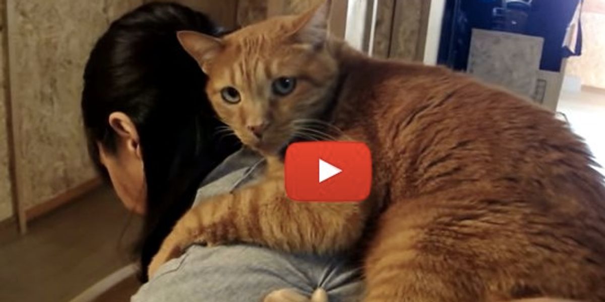 This Very Clingy Kitty Sits On His Human's Back Wherever She Goes ...