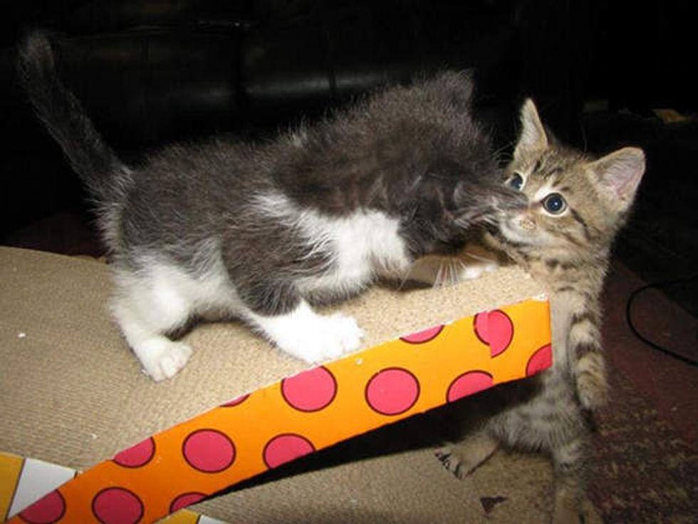 Mercury The Kitten Has No Front Legs But Absolutely Loves Life - Love Meow