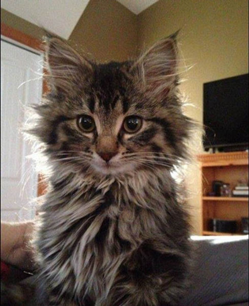 This Cat Living a Feral Life Learns to Trust and Love Her Rescuers ...