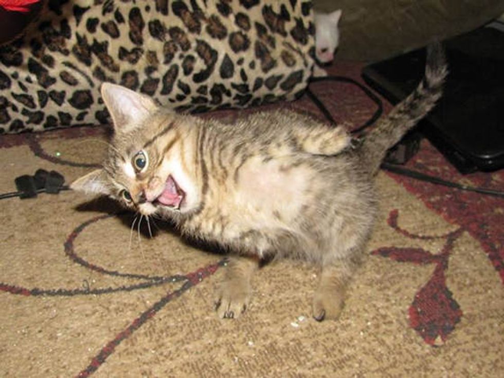 Mercury The Kitten Has No Front Legs But Absolutely Loves Life - Love Meow