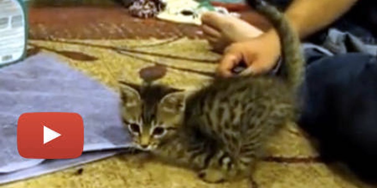 Mercury The Amazing 2 Legged Cat [Videos] - Love Meow