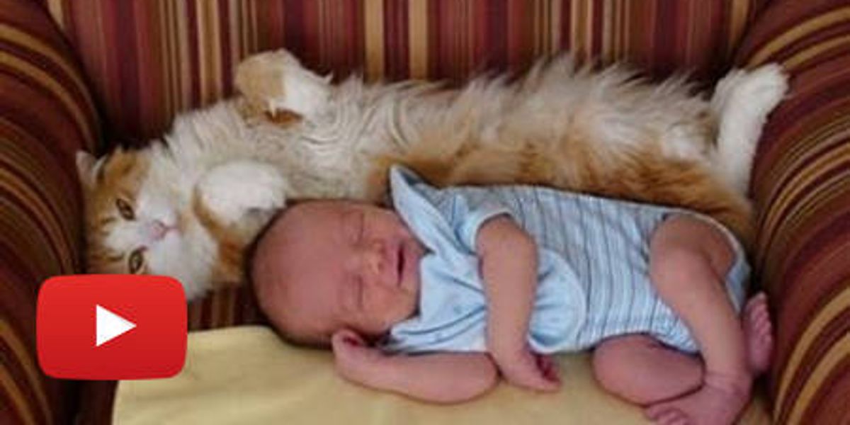 Cat Meeting Babies For The First Time - Love Meow
