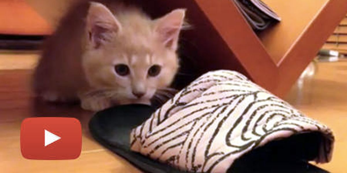 The Dash Of A Kitten - Love Meow