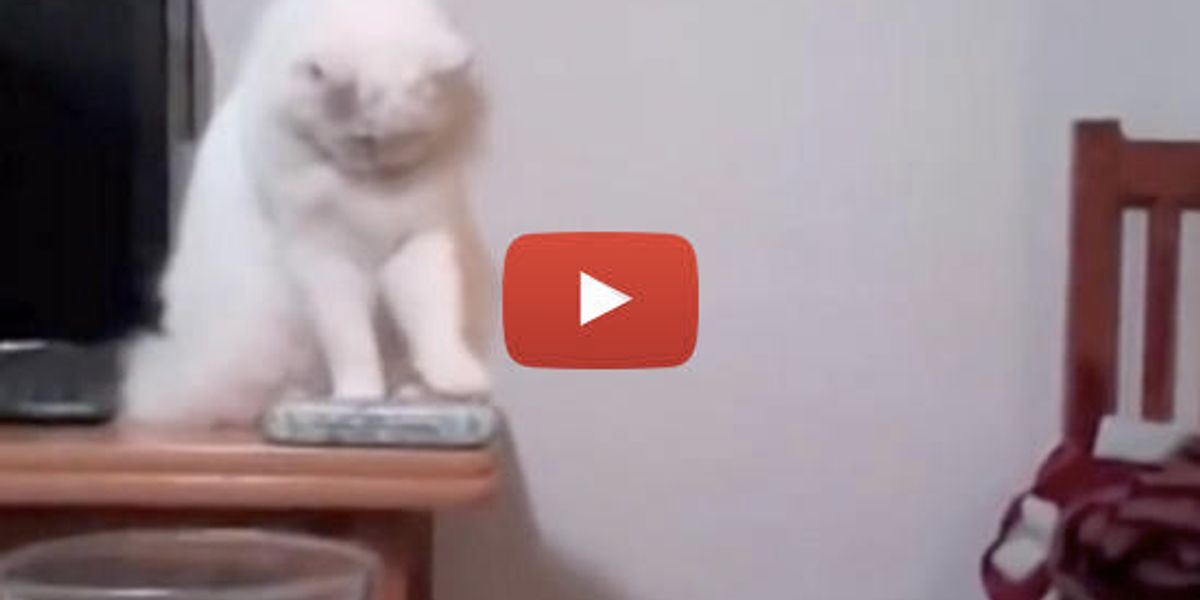 Cat Pushes Everything Off Table - Love Meow