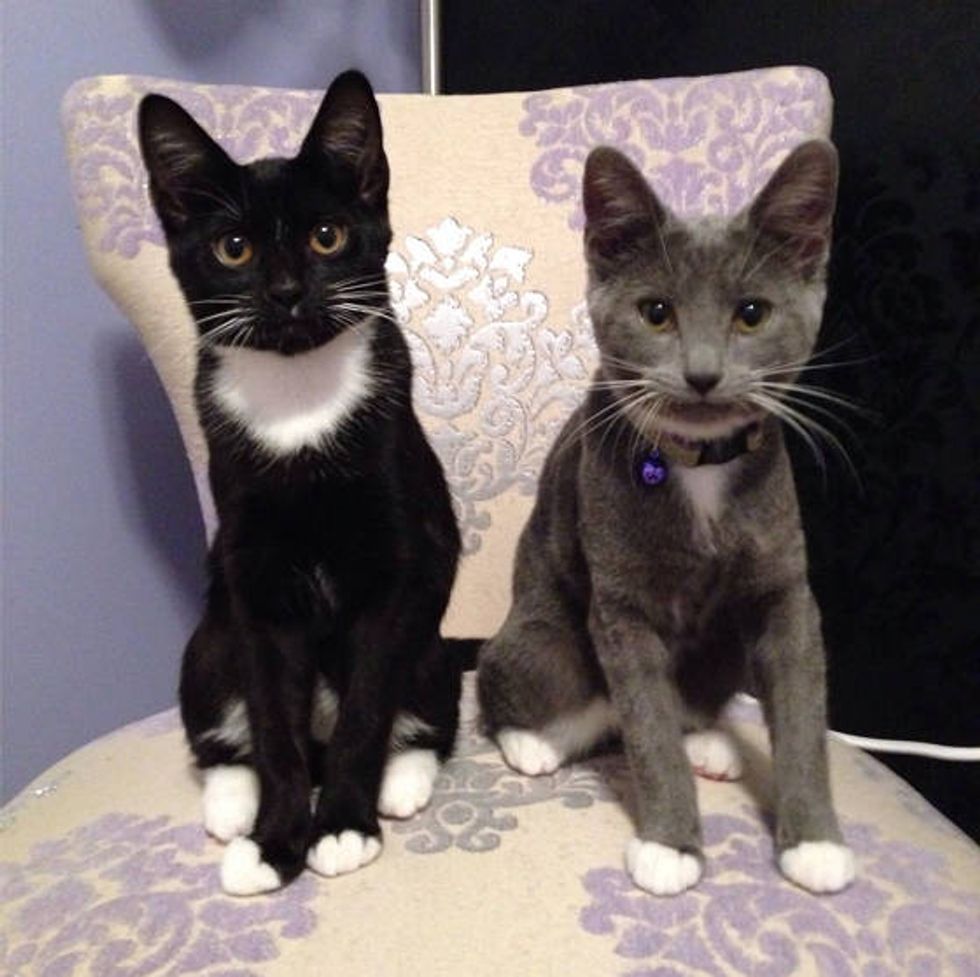 Two Sister Cats - Love Meow