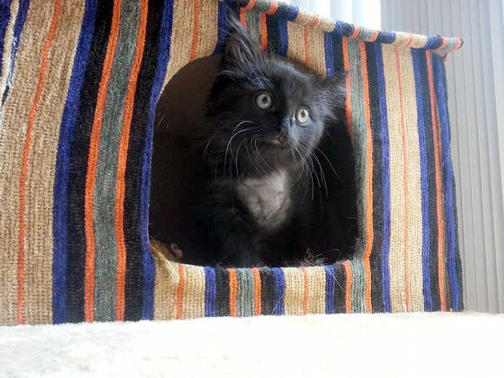 Bran Nelson Threepaw The Cat With 3 Legs - Love Meow