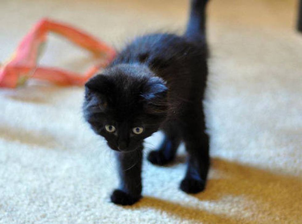 Bran Nelson Threepaw The Cat With 3 Legs - Love Meow