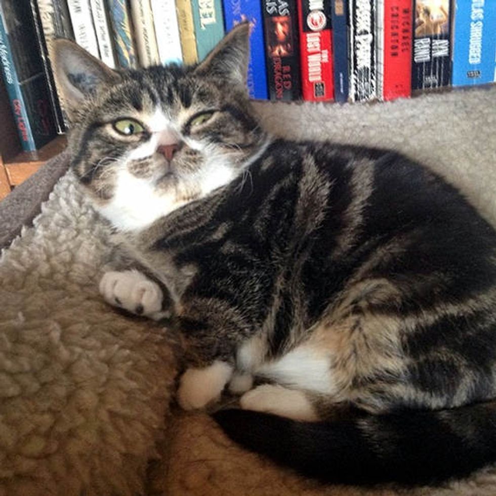 Elfie The Rescue Dwarf Cat - Love Meow