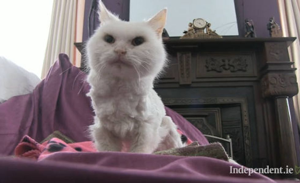 25 Year Old Phoebe Could Be World's Oldest Living Cat - Love Meow