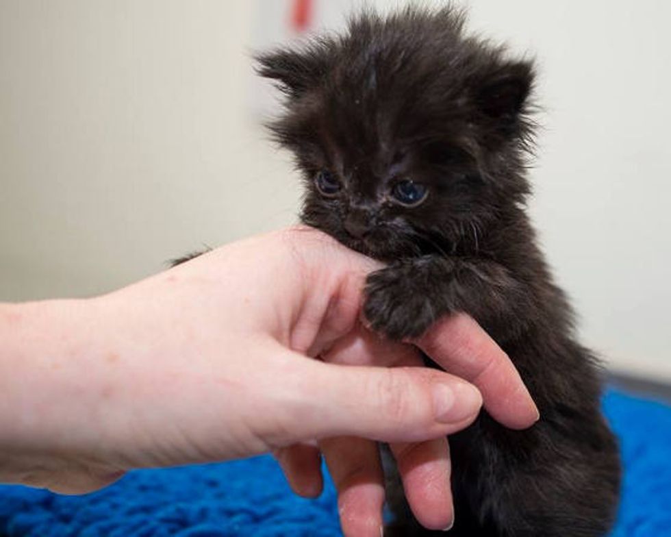 Choccy The Kitten Gets A Second Chance - Love Meow