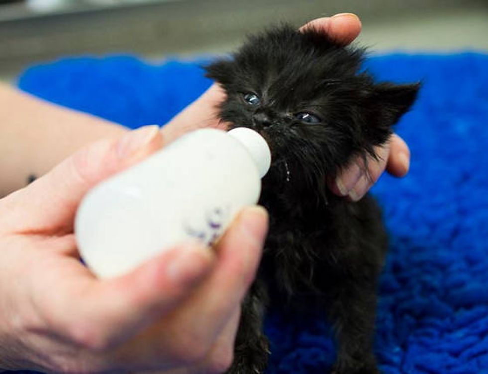 Choccy The Kitten Gets A Second Chance - Love Meow